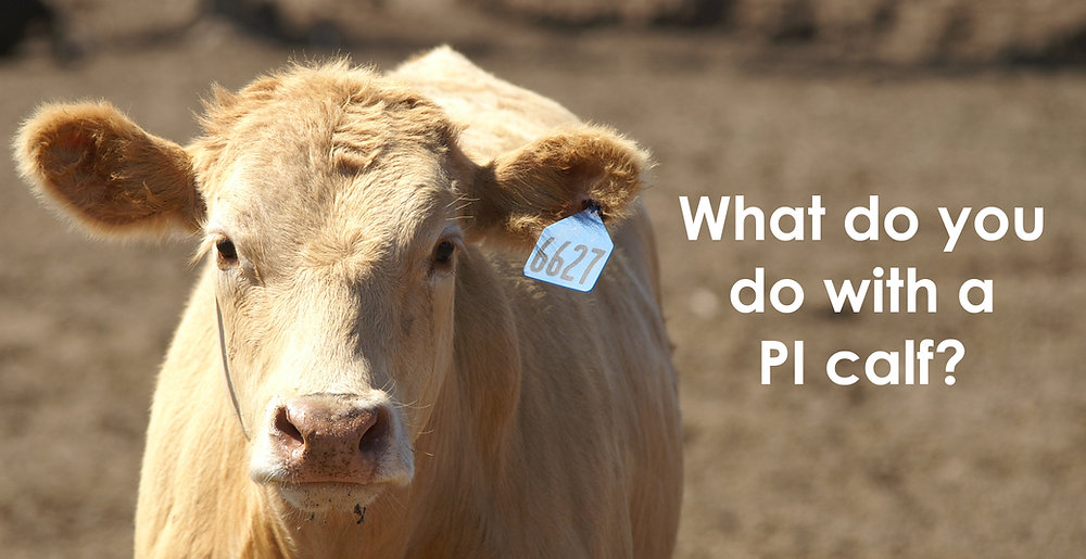 What do I do with my PI calf?