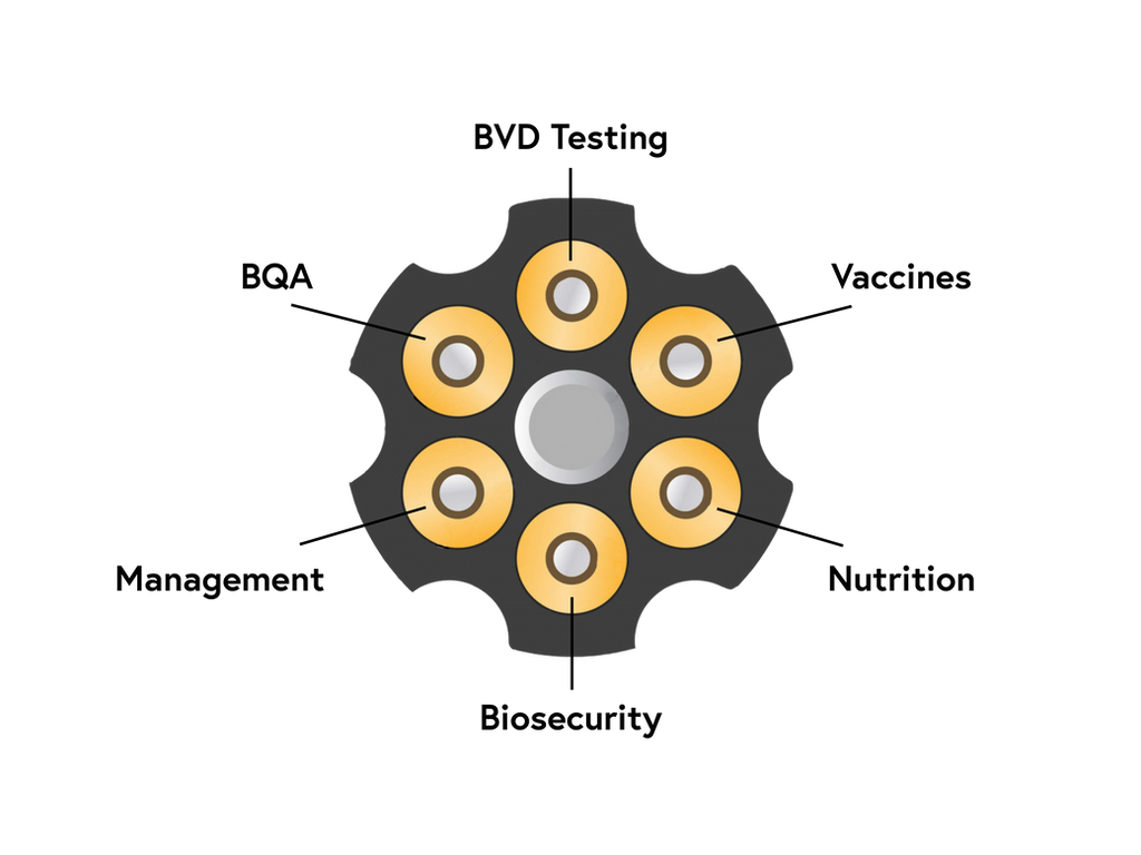 What killed the herd, BVD or secondary infections?