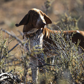 pointing dog handforth