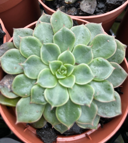 Taciveria Seven Stars | valleyranchnursery