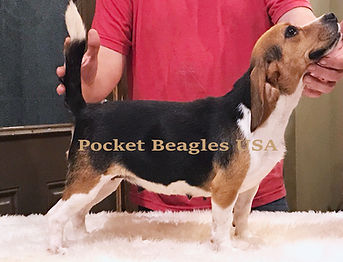 Our Adults | Pocket Beagles USA