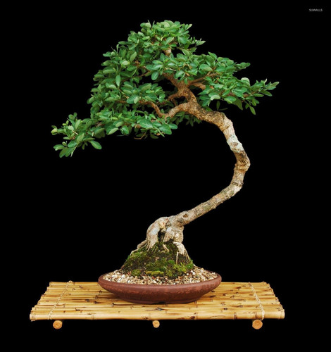 Ailing | Brightree Pure