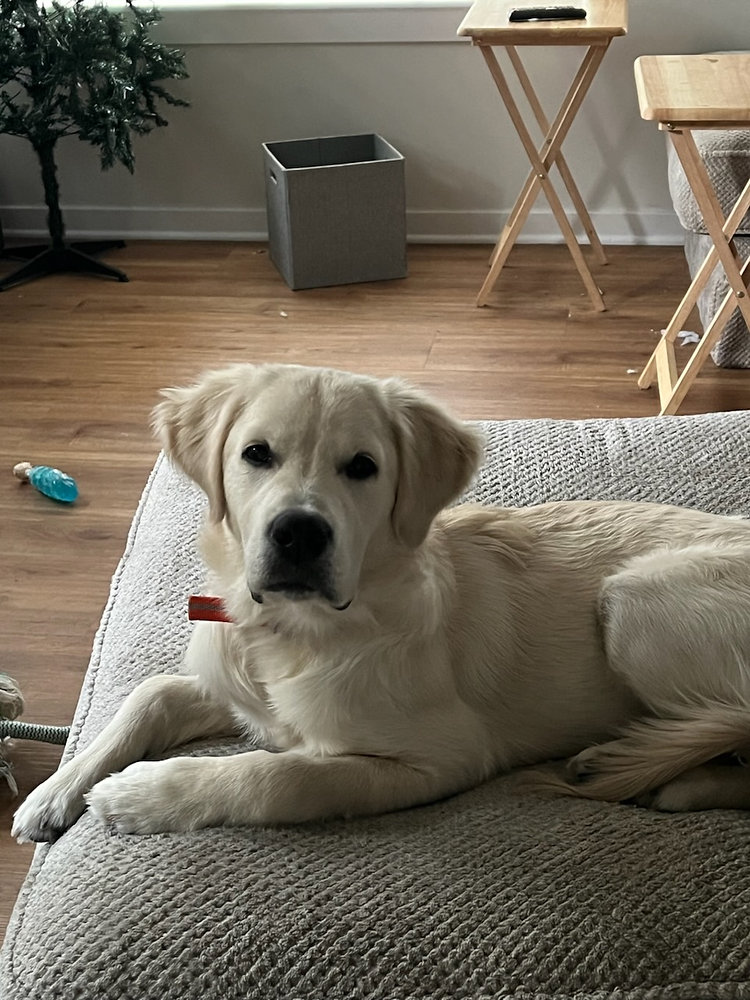 Cooper, a European Golden Retriever
