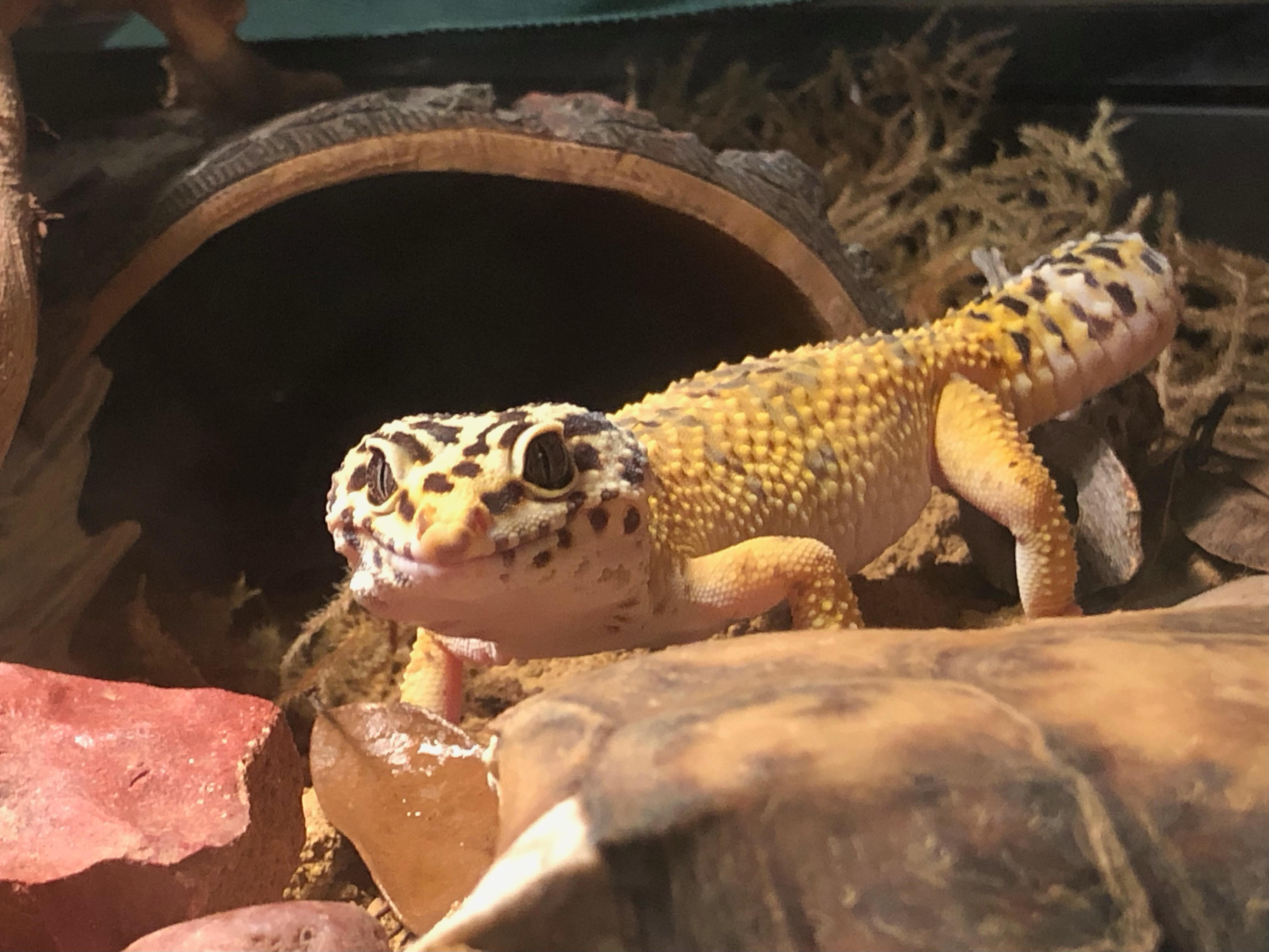 5 Ways to Advance Husbandry for Leopard Geckos