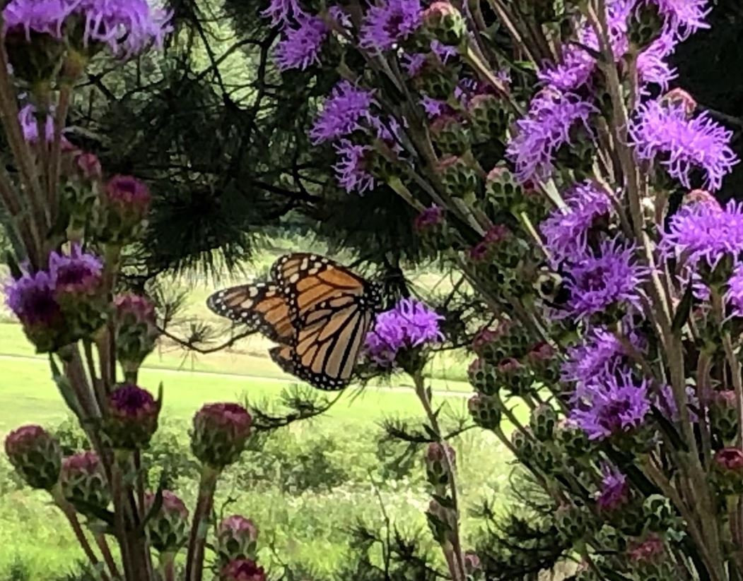 Investigating Insects in the Garden | DCMGV