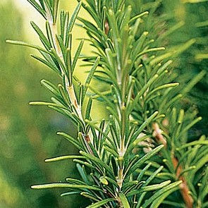 Shari Mayer, Master Gardener | DCMGV