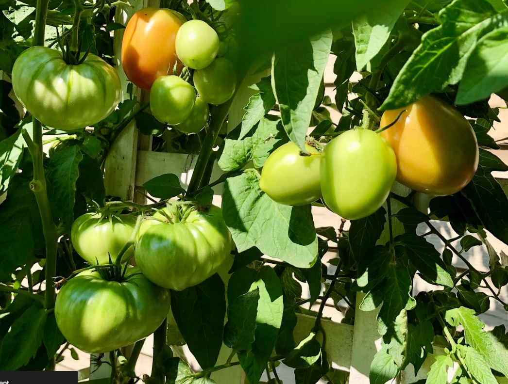 Mary Gadek, Dakota County Master Gardener | DCMGV