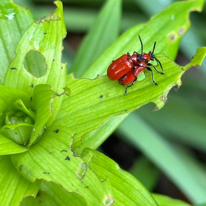 Learn to Identify Garden Insects – Good and Bad | DCMGV