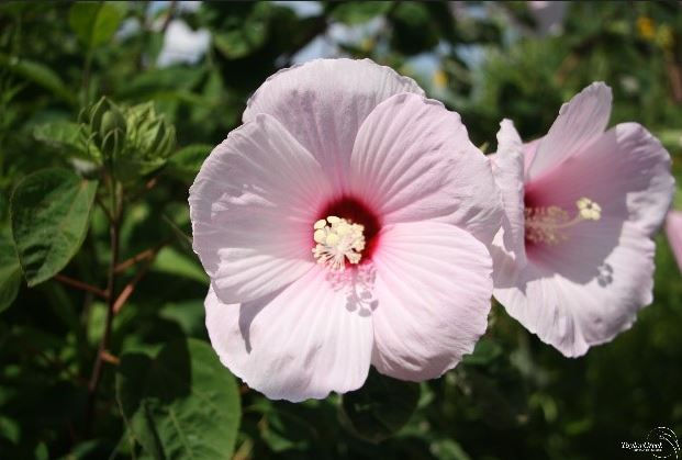 Jim Lakin, MD, Master Gardener | DCMGV