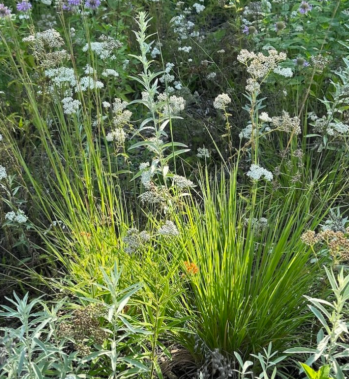 Native Grasses for the Home Landscape | DCMGV