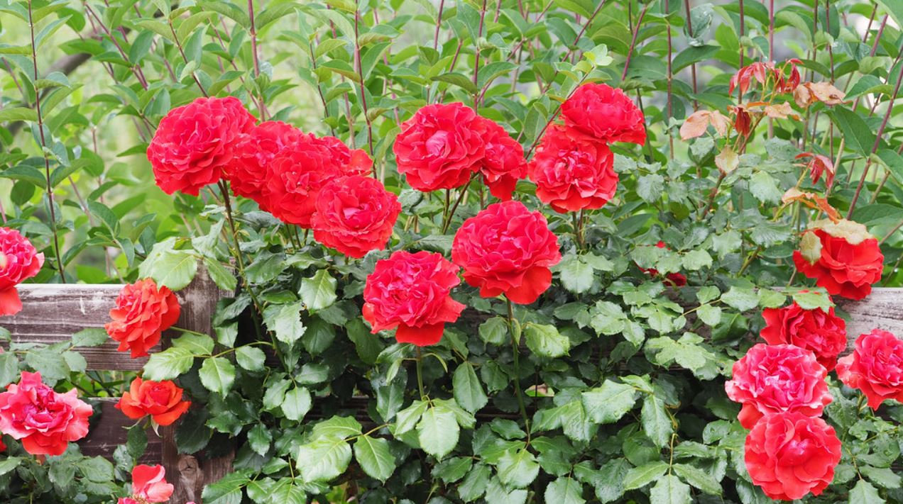 Grow Beautiful, Healthy Roses in Minnesota | DCMGV