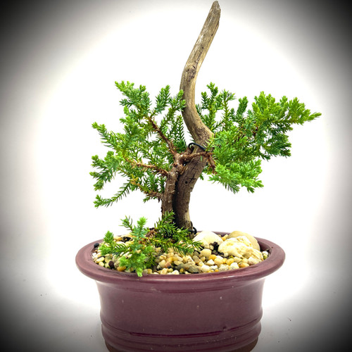 Tanuki Juniper Bonsai 3 Yrs Old J3y+4 | Jax And Rose Bonsai