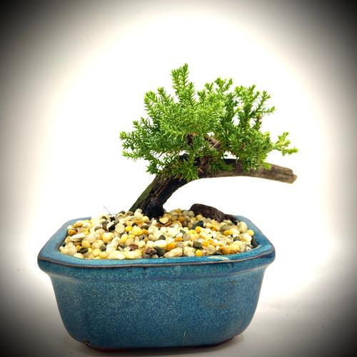 Tanuki Juniper Bonsai 3 YRS Old J3yS-7 | Jax And Rose Bonsai