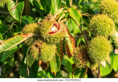 Chinese Chestnut | Yak Hill Farm