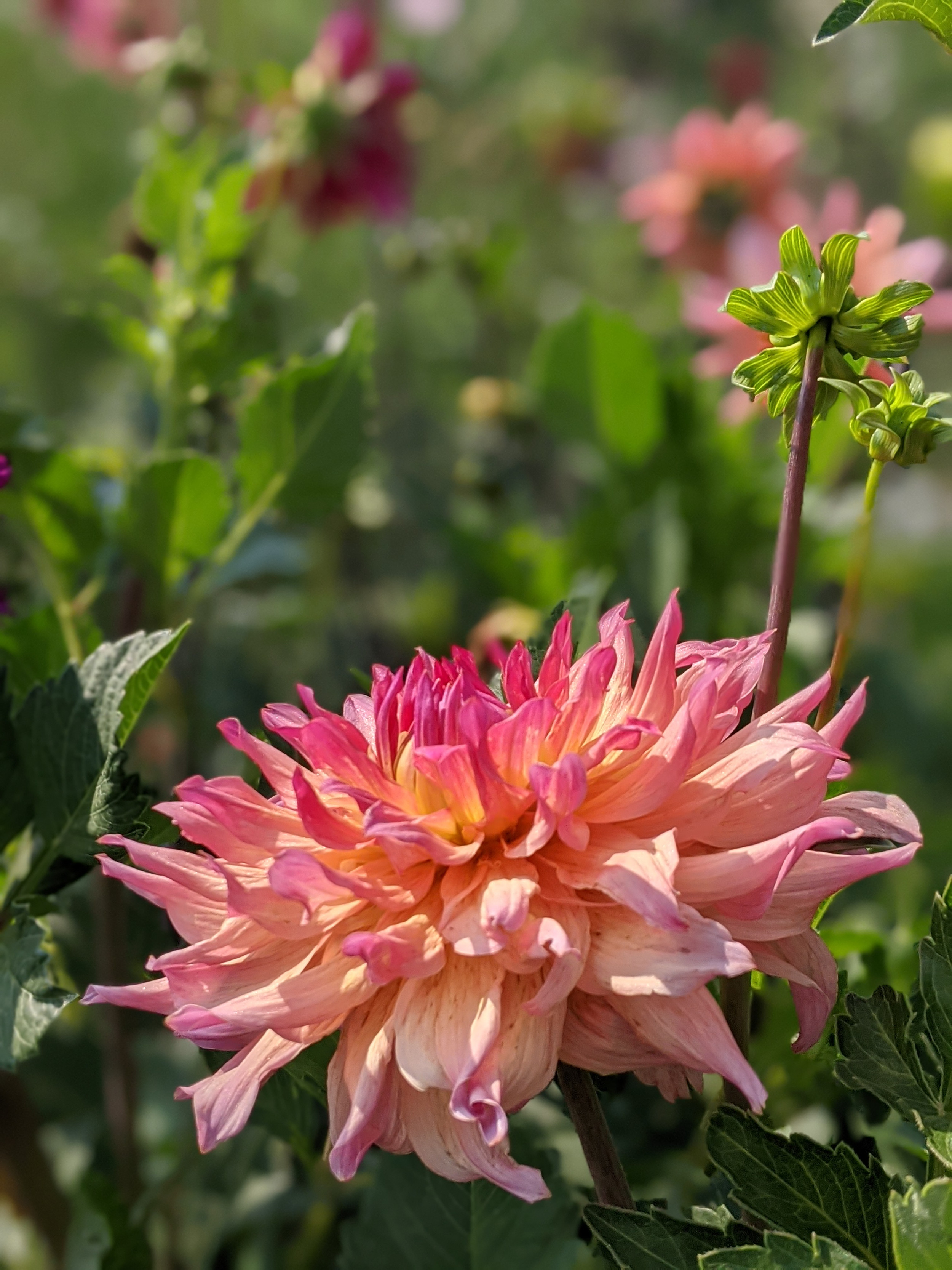 Maple Bloom Flower Farm