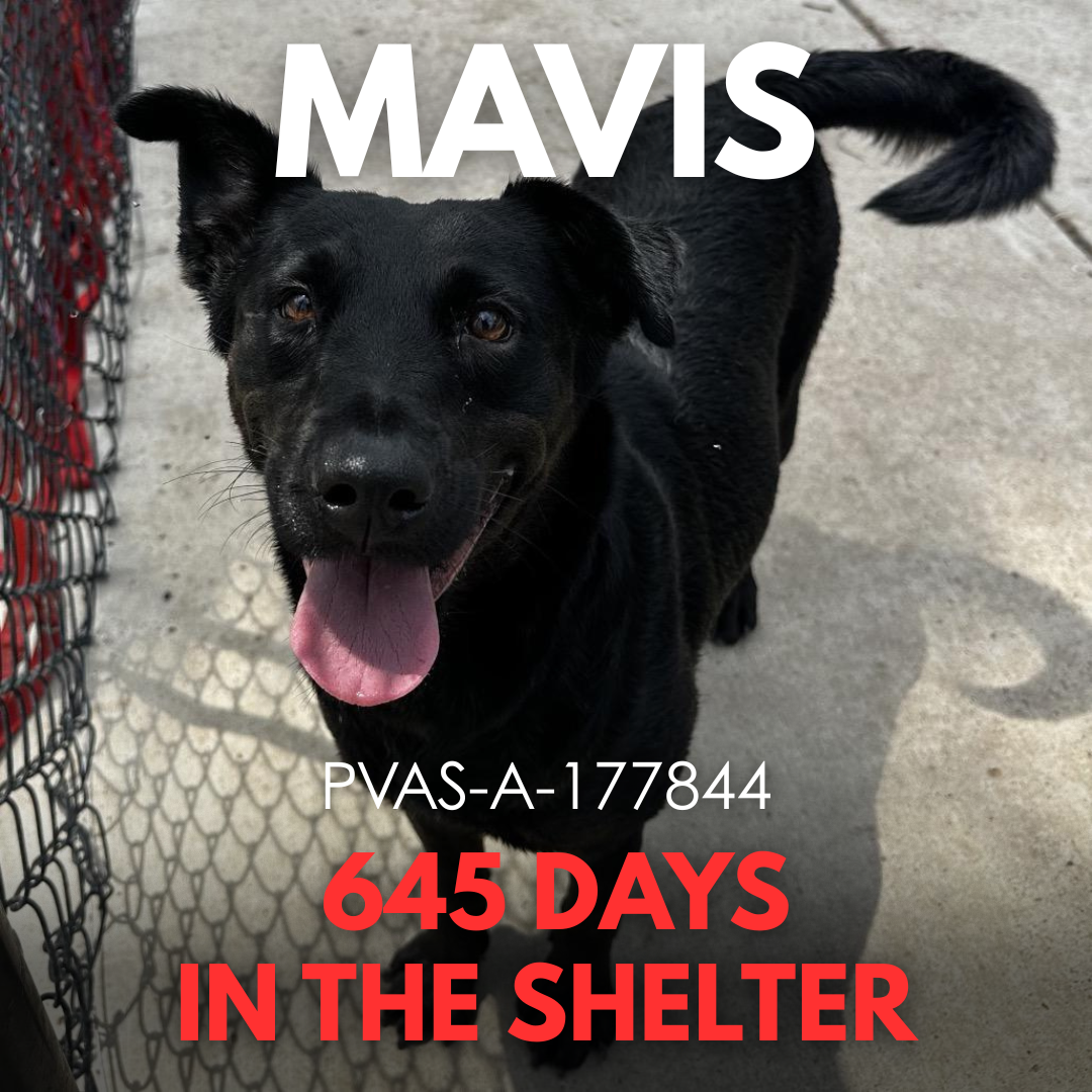 Mavis | PVAS
