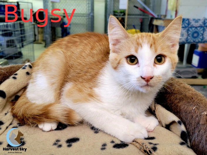 For Adoption | Harvest Sky Animal Rescue