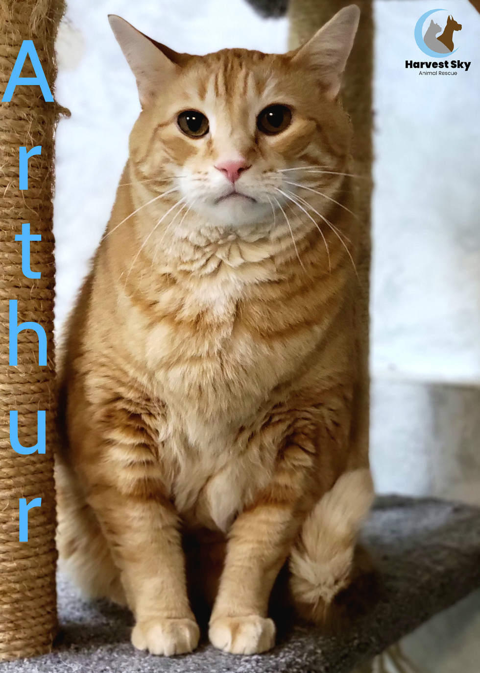 For Adoption | Harvest Sky Animal Rescue