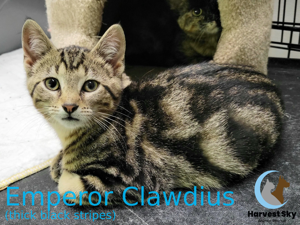 For Adoption | Harvest Sky Animal Rescue