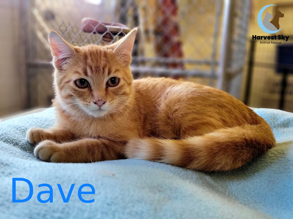 For Adoption | Harvest Sky Animal Rescue