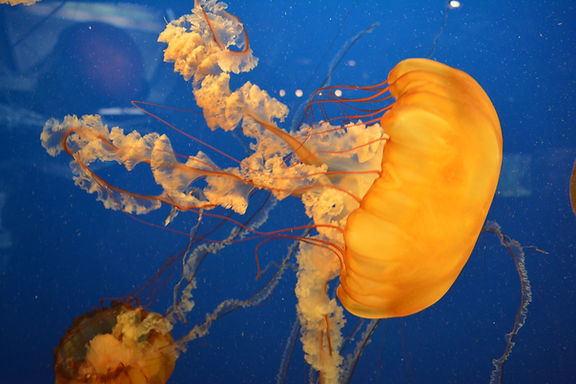 Home Page | Atis Metuzals Photography, prints, portraits in Victoria BC ...