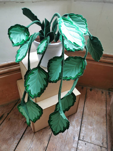 Trailing mint leaf plant | so sustainable