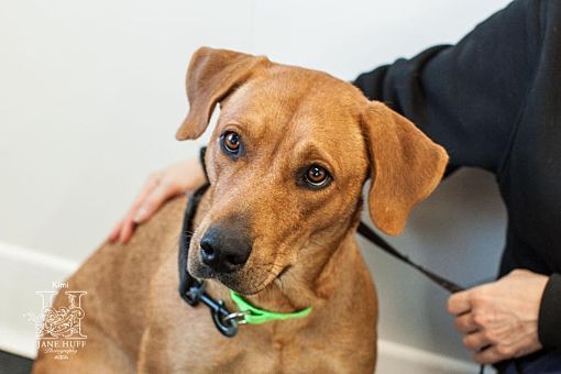 Forest County Humane Society HOME