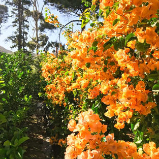 Induli Wholesale Nursery | Gallery