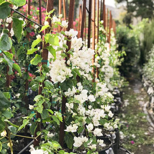 Induli Wholesale Nursery | Gallery