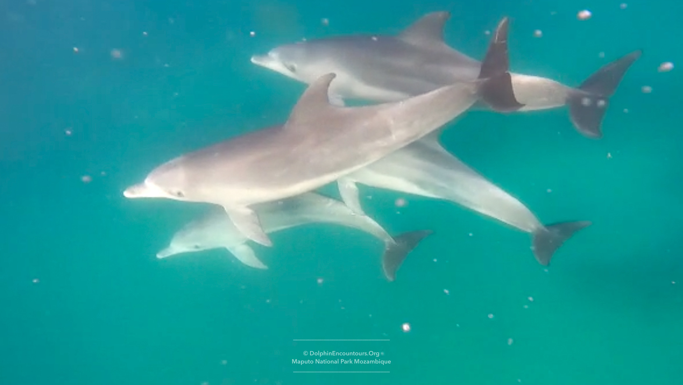 July Dolphin Diary 2022