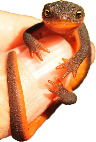 Newt | Support & FAQs