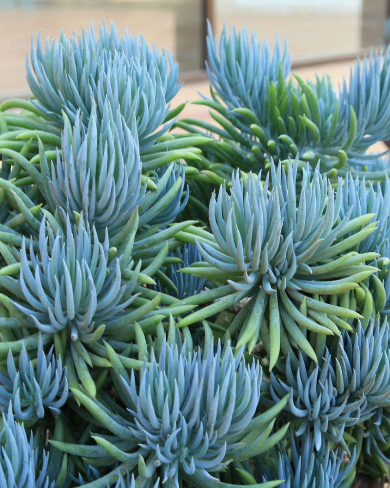 The Ultimate Guide to Mastering Senecio Succulent Care