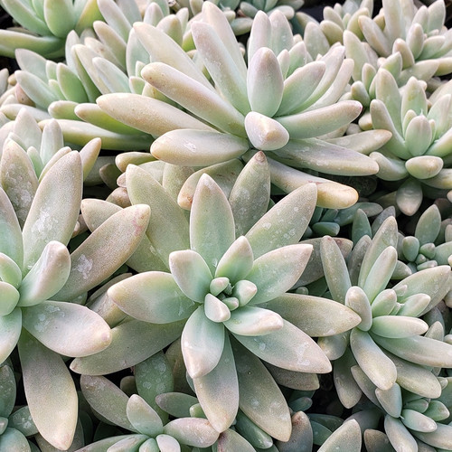 Graptosedum Francesco Baldi | Elevated Succulents