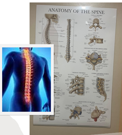 Grow a Spine — Standing Firm in a Shaky Political Climate