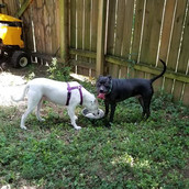 Dog Trainer | Have Mercy Dogs