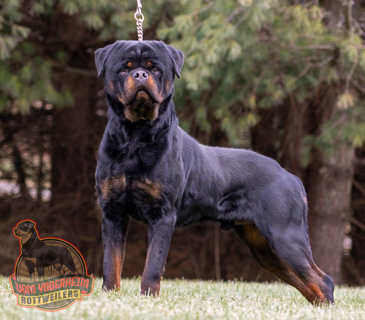 Q-OMEGA Timit Tor, Male, Rottweiler