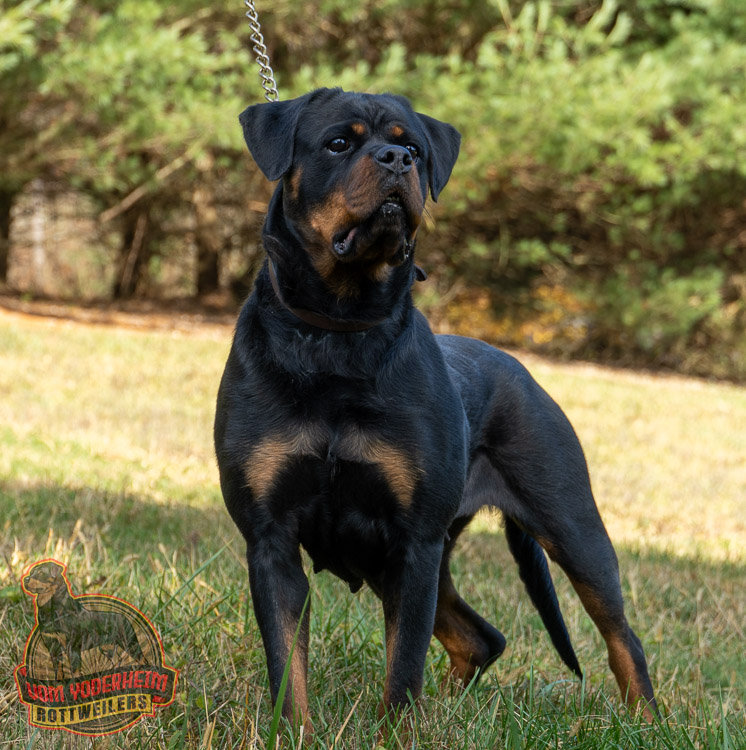 Caprice Vom Beni, Female, Rottweiler