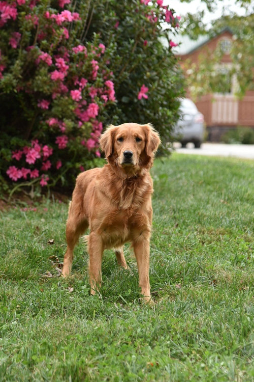 Ava, Golden Retriever