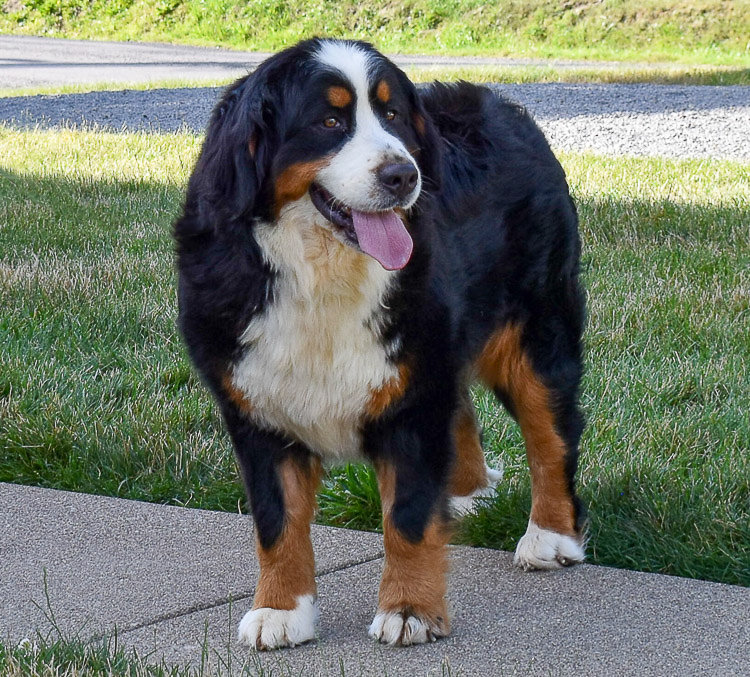 Bruno, Bernese Mountain Dog