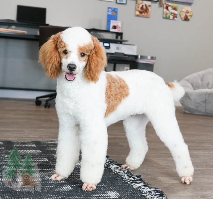 Casper, Male, Mini Poodle