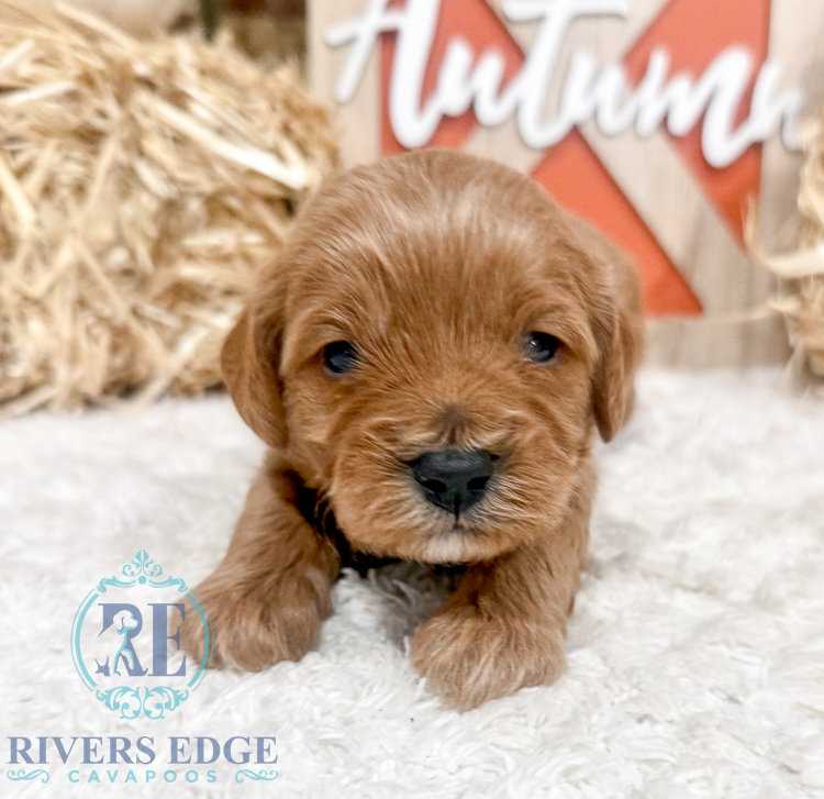 Quanda, Female, F1 Cavapoo
