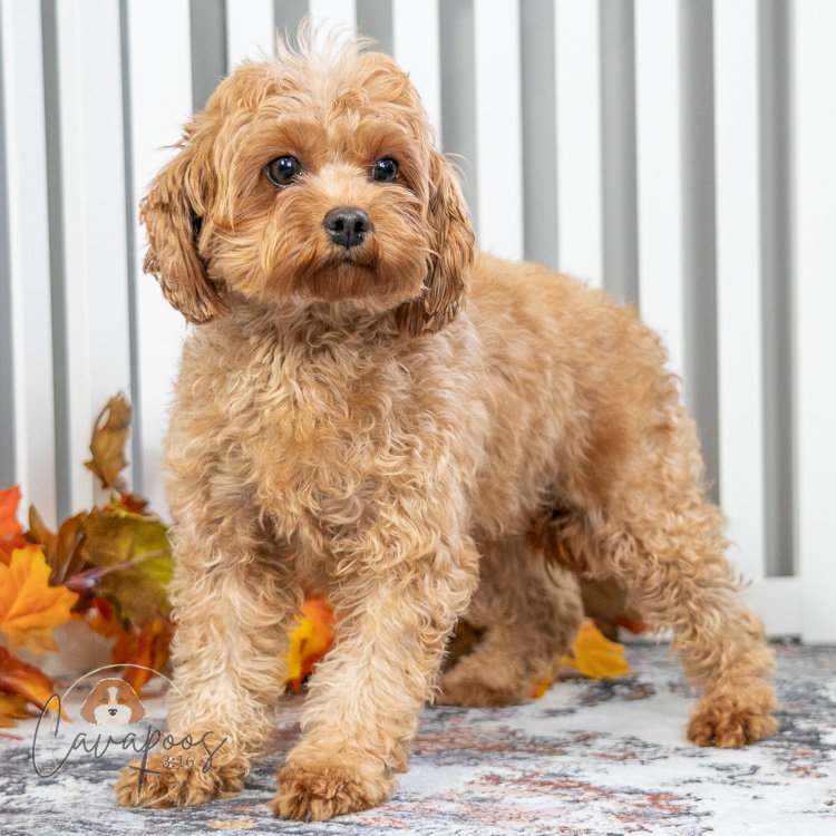 Pam, Female, F1 Cavapoo