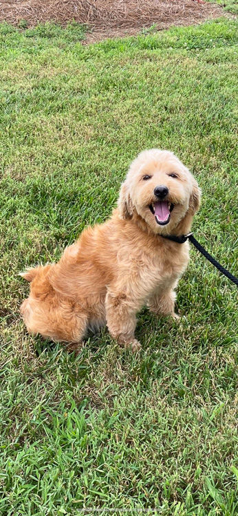 Winnie, Mini Goldendoodle
