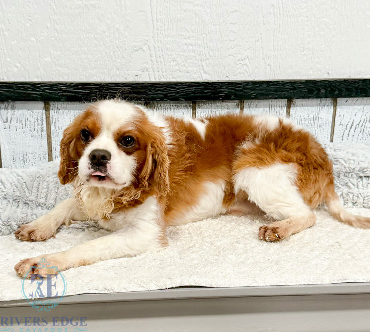 Cooper, Male, Cavalier King Charles Spaniel