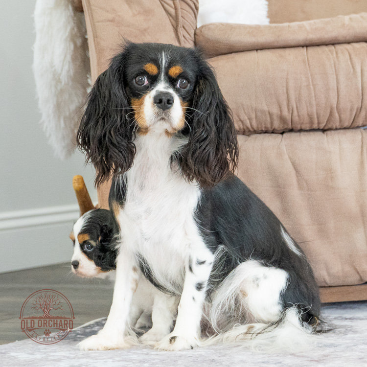 Carla, Female, Cavalier King Charles Spaniel