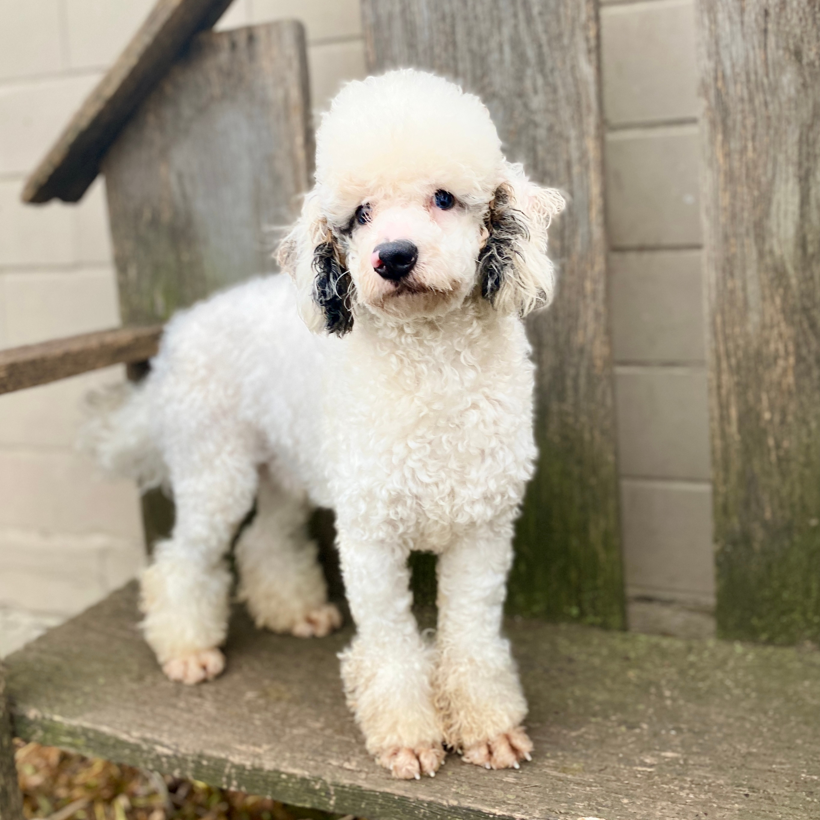 Denali, Male, Mini Poodle