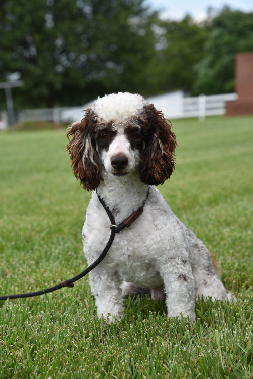 Diamond, Mini Poodle