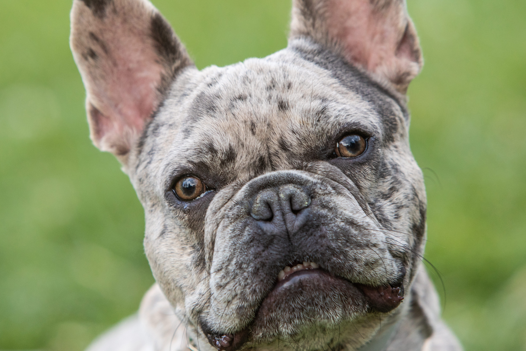 Merle French Bulldog Female | ppgbbe.intranet.biologia.ufrj.br