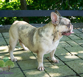 Our Studs | Woodland Frenchies | United States