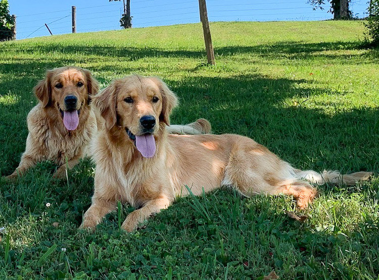 Lucy, Female, Golden Retriever
